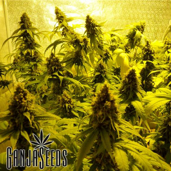 GanjaSeeds მარიხუანას კაკლების ყიდვა საქართველოში, კანაფის კაკლების გაყიდვა