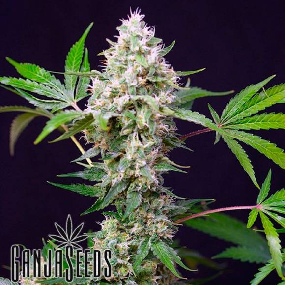 GanjaSeeds მარიხუანას კაკლების ყიდვა საქართველოში, კანაფის კაკლების გაყიდვა